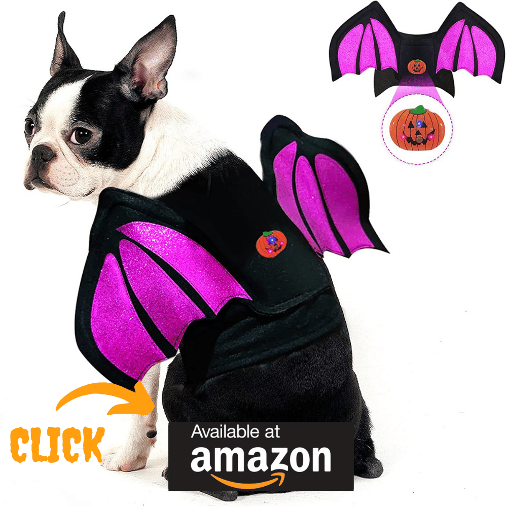 Halloween Costumes For Small Dogs That Will Bring Spooky!