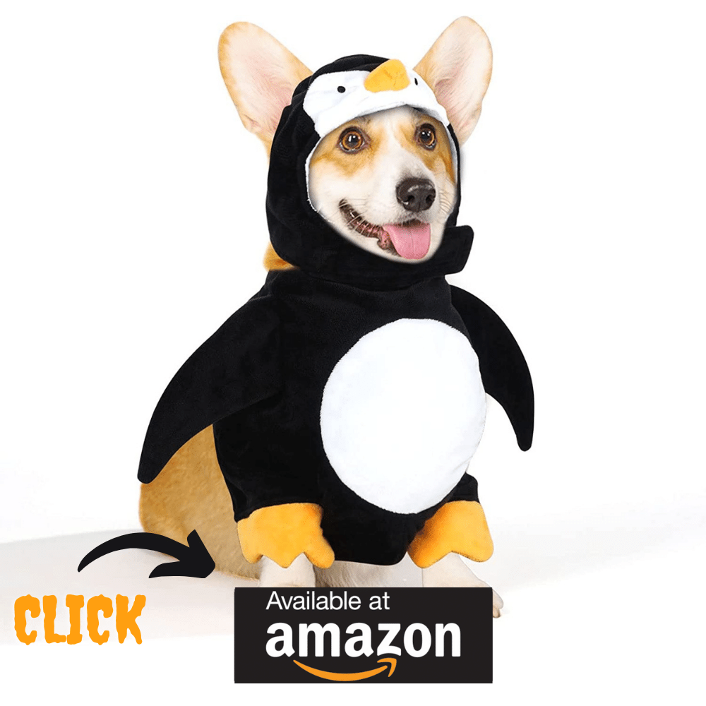 Halloween Costumes For Small Dogs That Will Bring Spooky!